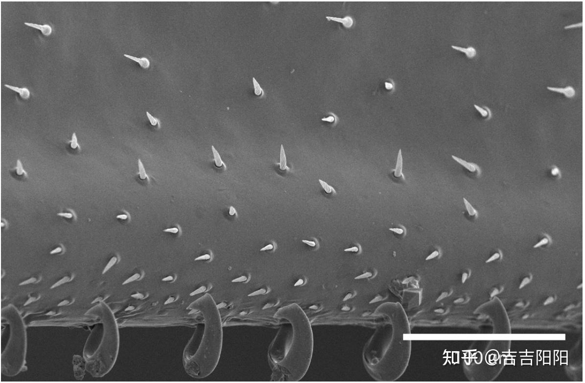 SEM扫描电子显微镜基本知识以及使用方法 - 知乎