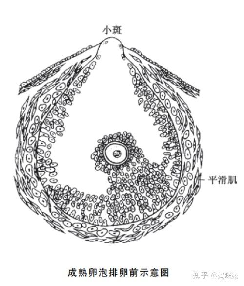 卵子形成的过程包括哪几个阶段看完你就明白了! 知乎