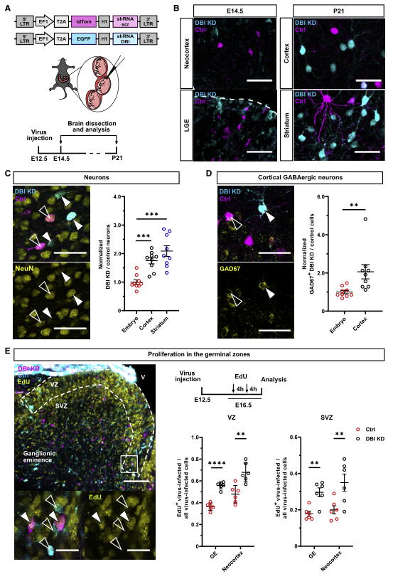 Neuron: GABA信号调控神经发生 - 知乎