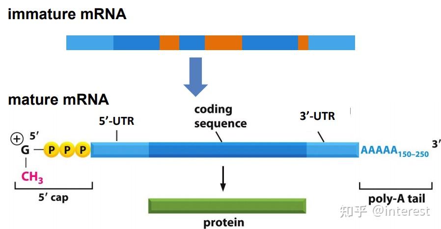 分子生物学笔记 2020.6 - 知乎