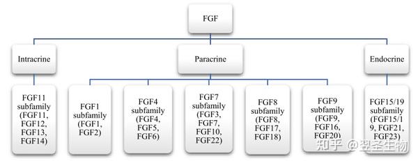 药靶明星|FGFs & FGFRs 家族蛋白解析 - 知乎