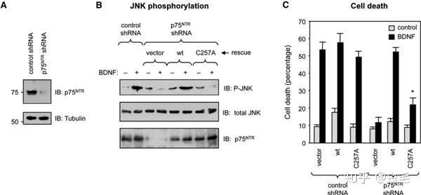 Conformational Rearrangement of p75NTR Receptor - 知乎