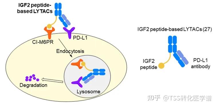 【JMC】免疫检查点PD-L1蛋白降解剂和调节剂研发现状 - 知乎