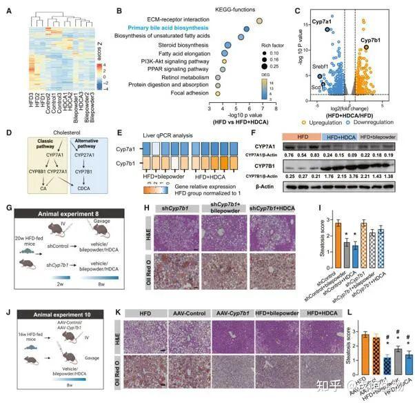 IF= 29.0丨首次揭示HDCA对NAFLD的治疗潜力及机制 - 知乎