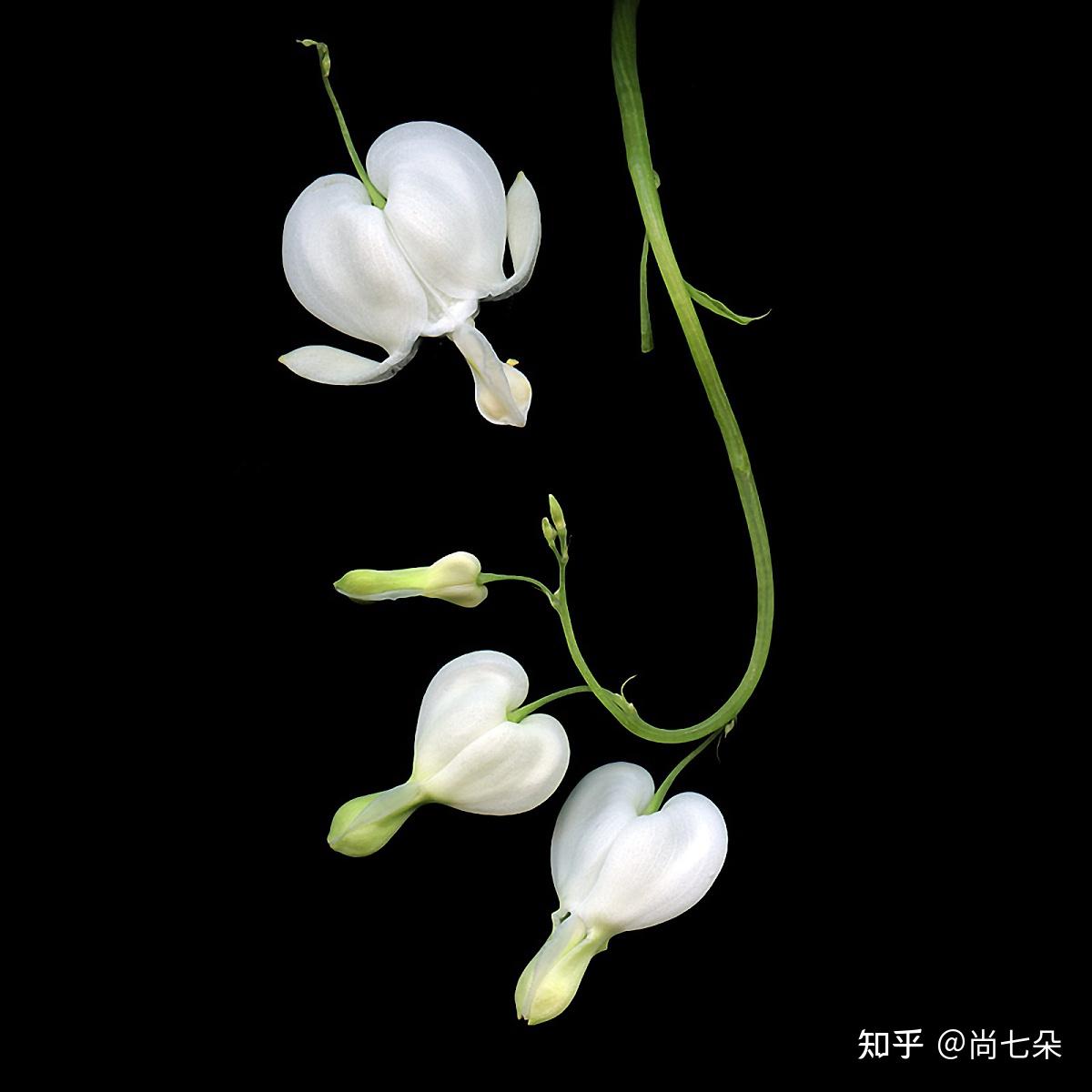 Kate Scott 微观花卉摄影集美术绘画素材参考资料图片保存第一组 - 知乎