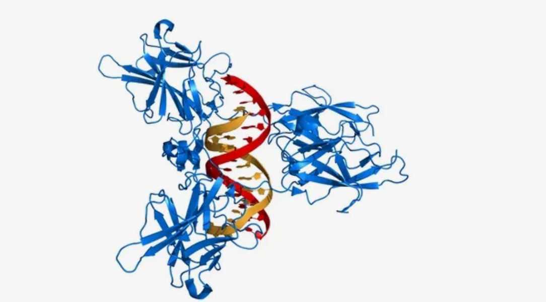 一文搞定|活化的T细胞核内因子(NFAT)的结构及其功能 - 知乎