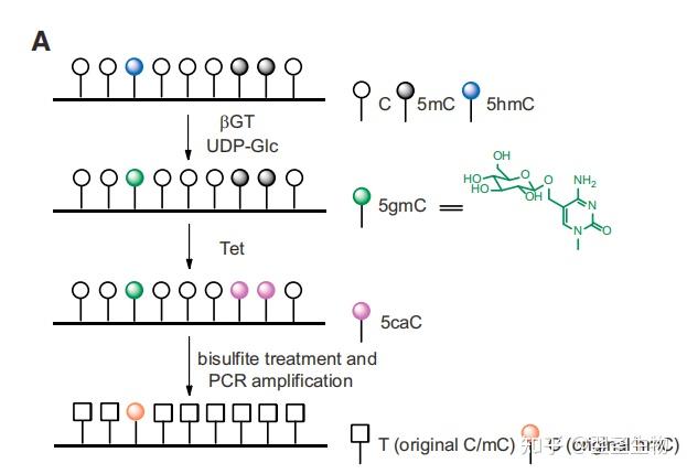 干货 | 甲基化和羟甲基化测序技术介绍 - 知乎
