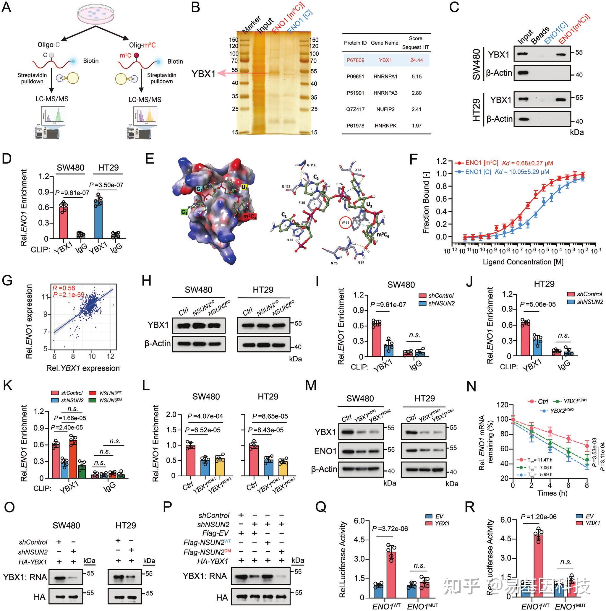 易基因：Adv Sci：NSUN2介导m5C修饰代谢重编程促进肿瘤进展 揭示治疗新选择｜项目文章 - 知乎