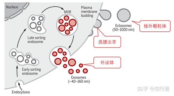 外泌体应用的核心-外泌体的异质性 - 知乎