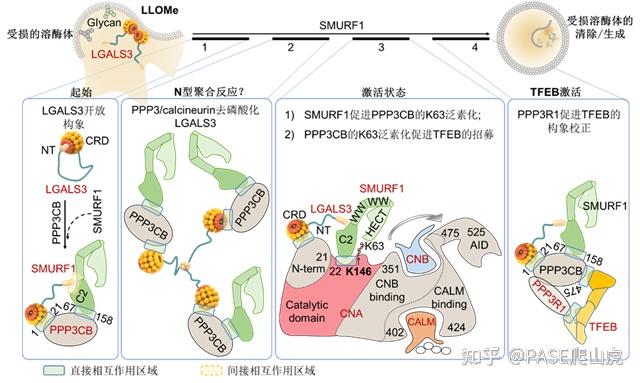 北理工课题组研究揭示SMURF1通过促进受损溶酶体自噬降解维持细胞稳态 - 知乎
