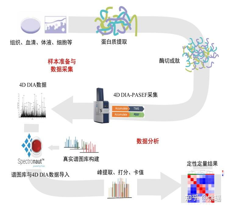 一文简述4D-DIA蛋白质组学 - 知乎