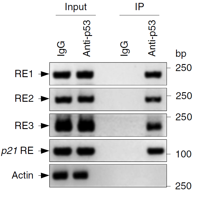 文献阅读：p53介导的Asp-Asn平衡调控LKB1活性并影响细胞存活 - 知乎