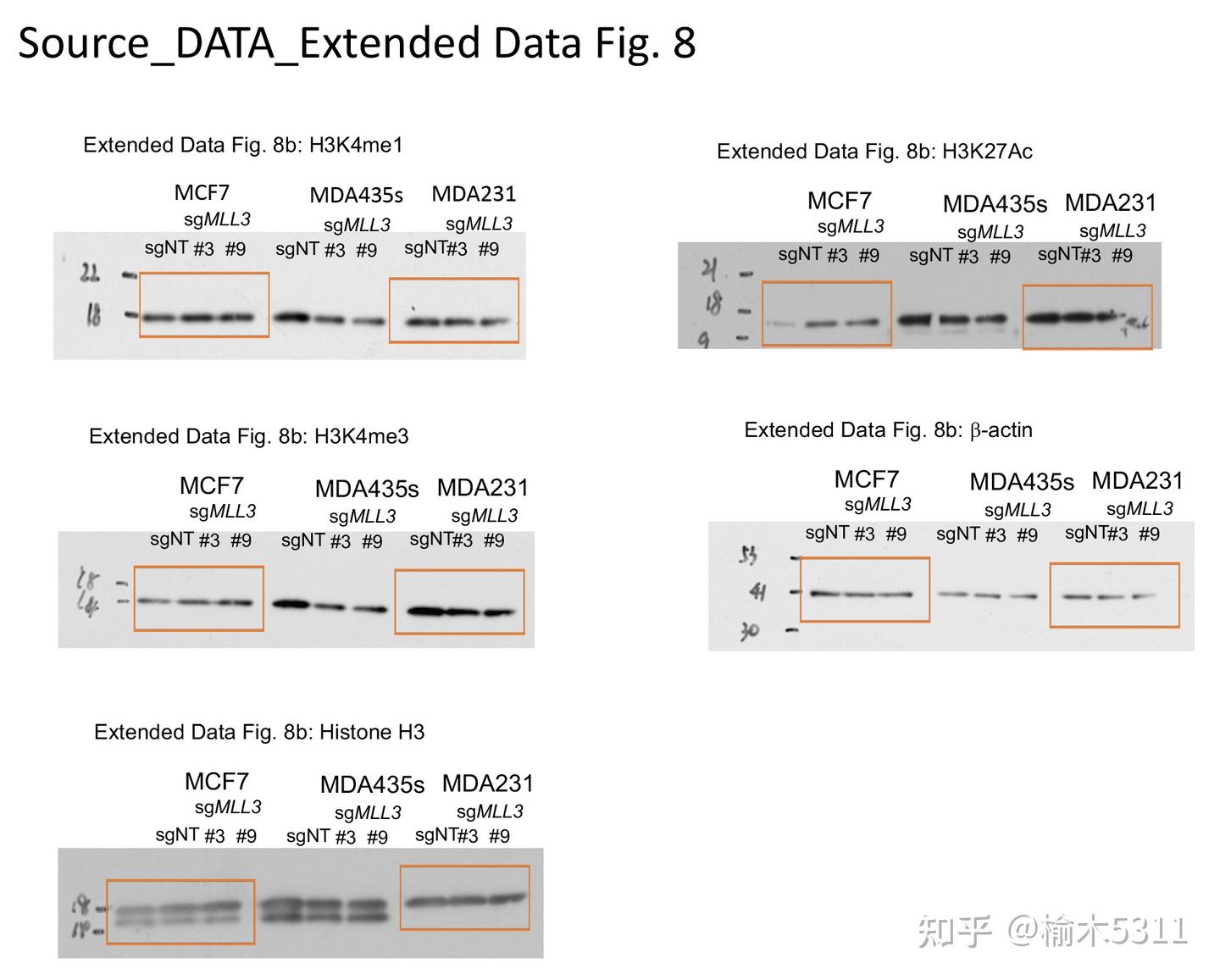 Western blot，不推荐整膜带marker的理由, 真实WB/ Western blot欢迎垂询交流~ykt3728 - 知乎