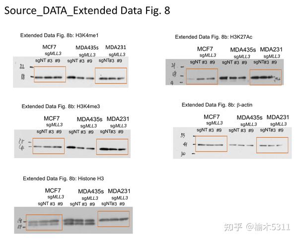 Western blot，不推荐整膜带marker的理由, 真实WB/ Western blot欢迎垂询交流~ykt3728 - 知乎