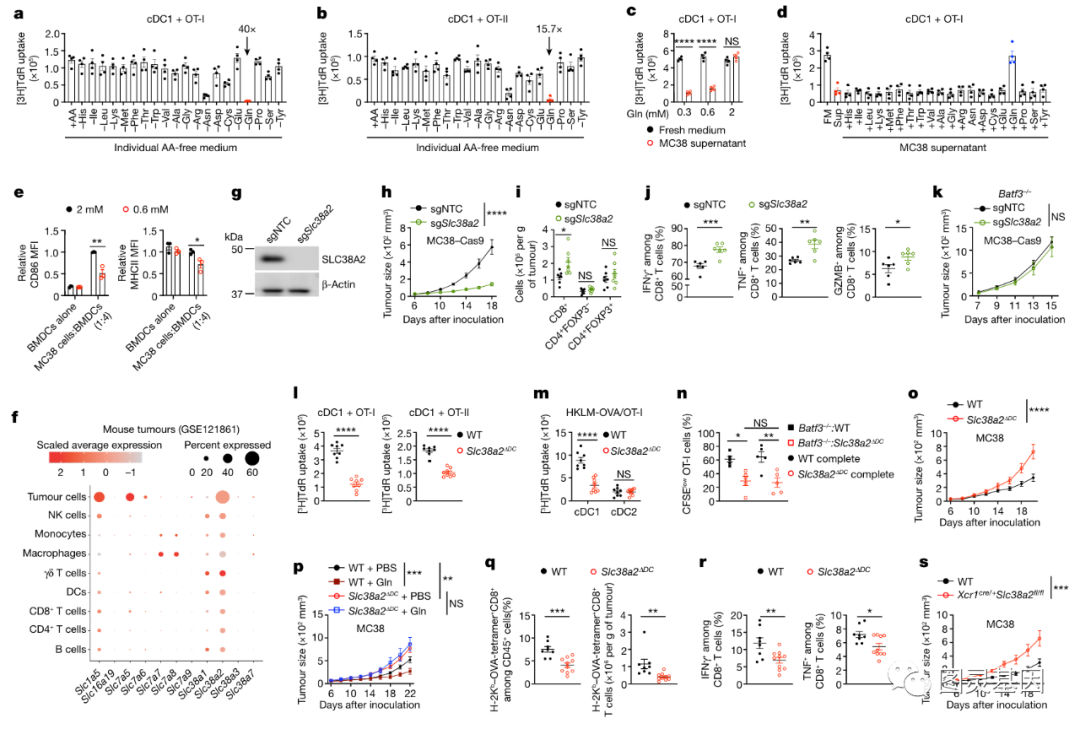 Nature | 迟洪波团队发现肿瘤微环境中营养谷氨酰胺含量可影响免疫系统抗癌反应 - 知乎