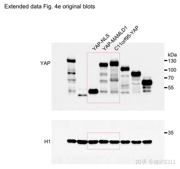 Western blot，不推荐整膜带marker的理由, 真实WB/ Western blot欢迎垂询交流~ykt3728 - 知乎