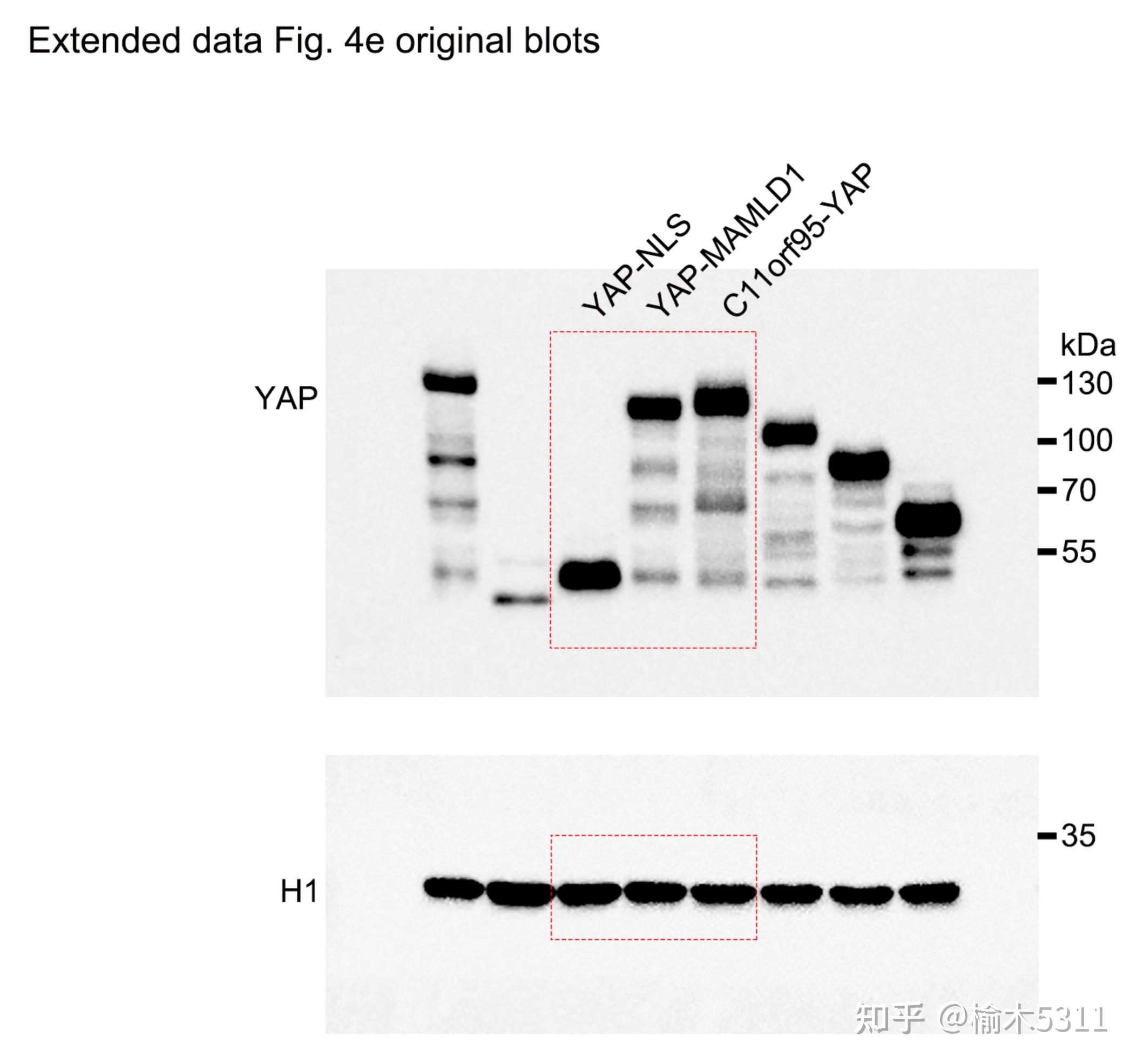 Western blot，不推荐整膜带marker的理由, 真实WB/ Western blot欢迎垂询交流~ykt3728 - 知乎
