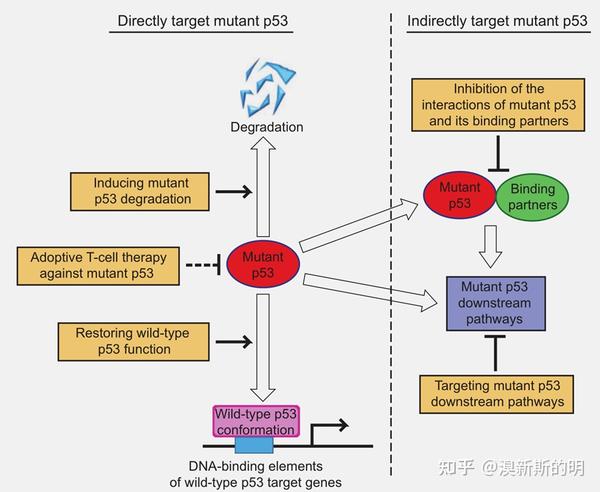 p53功能获得突变与癌症进展和治疗 - 知乎