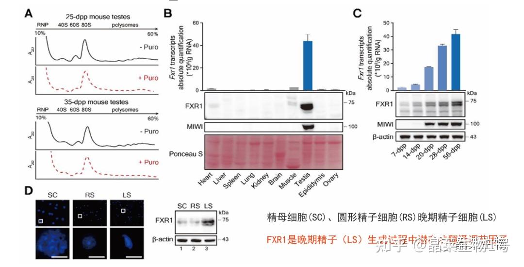 FXR1的LLPS通过激活储存的mRNA的翻译来驱动精子发生 - 知乎