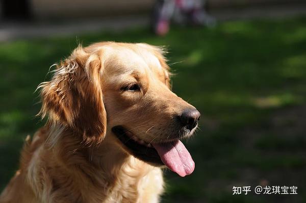 go狗粮：如何训练狗狗端正吃饭？天天打扫食盆，腰都快断了！ - 知乎