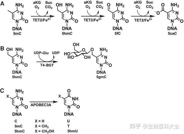 文献解读|EM-Seq从pg级DNA中以单碱基分辨率检测DNA甲基化 - 知乎