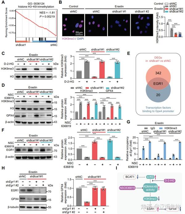 Adv. Sci | 间充质干细胞优化治疗机制新发现 - 知乎