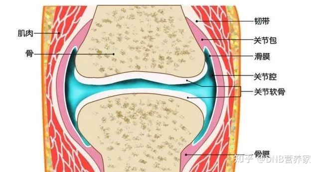 呵护骨骼健康，除了补钙，还要补充胶原蛋白 - 知乎