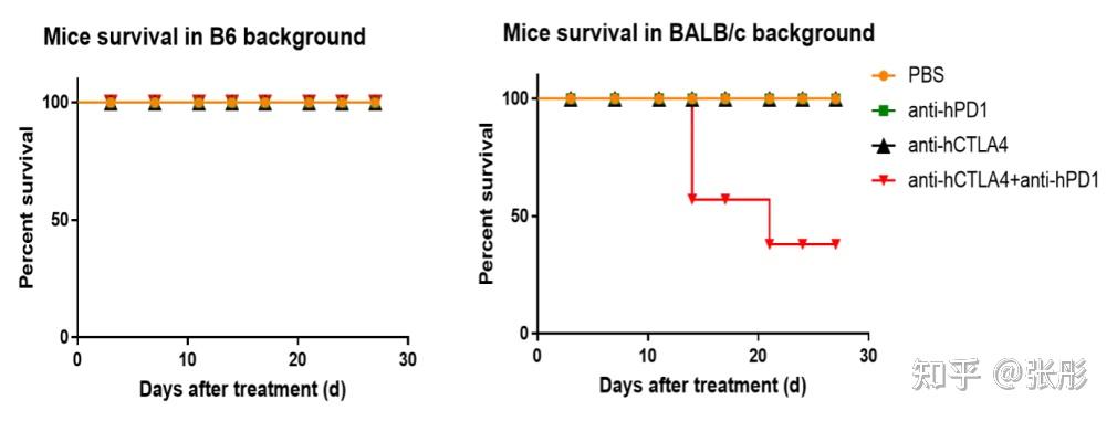BALB/c Mice | BALB/c小鼠最全知识资料 - 知乎
