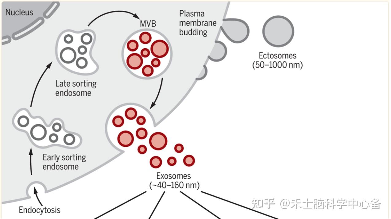 从“细胞垃圾”到“研究热点”| 带你了解外泌体的逆袭史 - 知乎