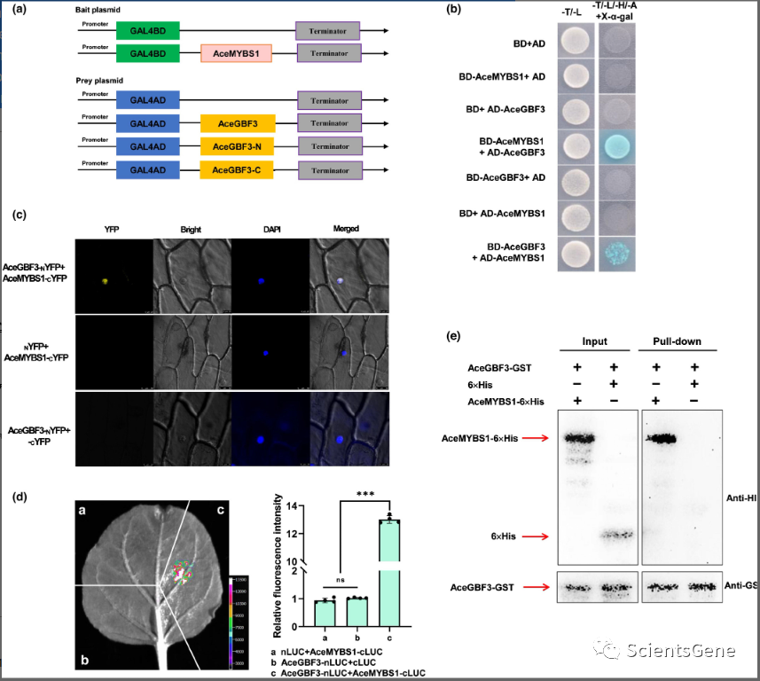 【New Phytol】猕猴桃MYBS1和GBF3转录因子通过激活半乳糖磷酸化酶的转录来影响抗坏血酸的生物合成 - 知乎