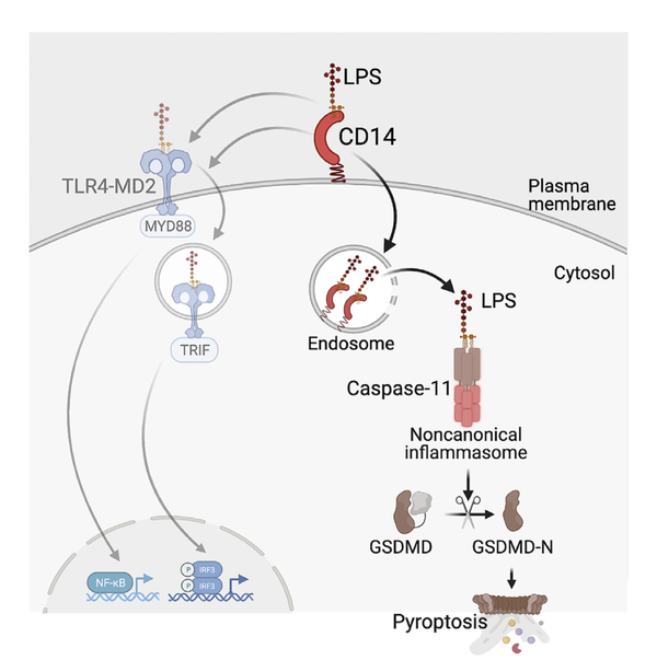 Cell Reports丨CD14在细胞内LPS传感中的独立于TLR4的关键作用 - 知乎