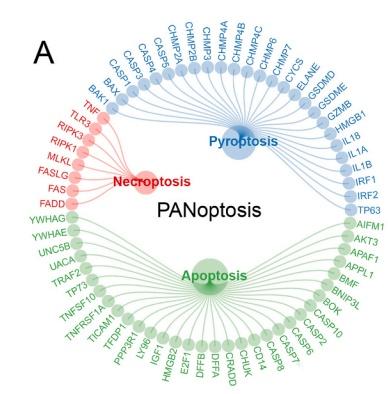 比铁死亡和铜死亡更热的PANoptosis，发一篇10分的SCI不是梦 - 知乎