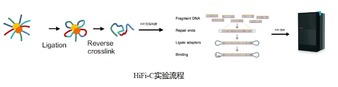 单cell产出超140G！菲沙基因Revio平台SPRQ试剂实测数据震撼来袭！ - 知乎