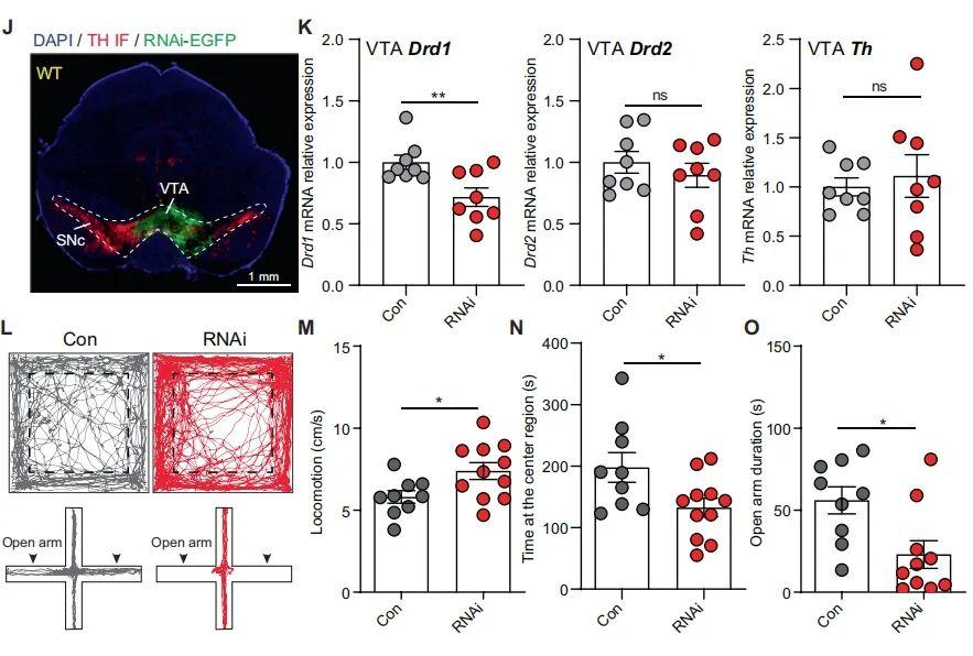 IF=13.44【客户文章】Mol Psychiatry：复旦大学肖雷团队揭示VTA D1神经元对焦虑样行为的调控作用和环路机制 - 知乎