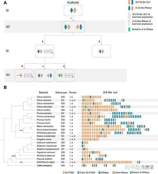 植物RNase T2家族和配子体自交不亲和系统的起源与进化 - 知乎