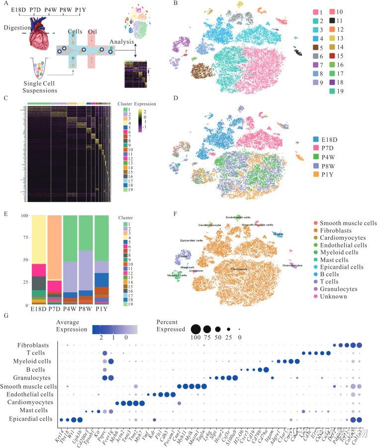 高通量单细胞测序解答关于心肌损伤（心肌炎症、心肌梗死等）问题 - 知乎