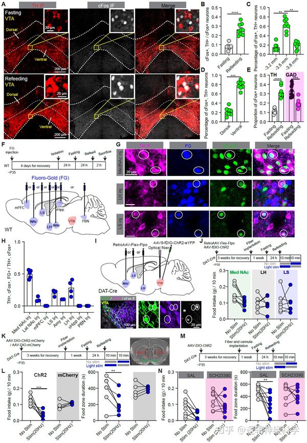 Prog Neurobiol︱复旦大学肖雷课题组揭示中脑多巴胺神经元调控进食行为的神经机制 - 知乎