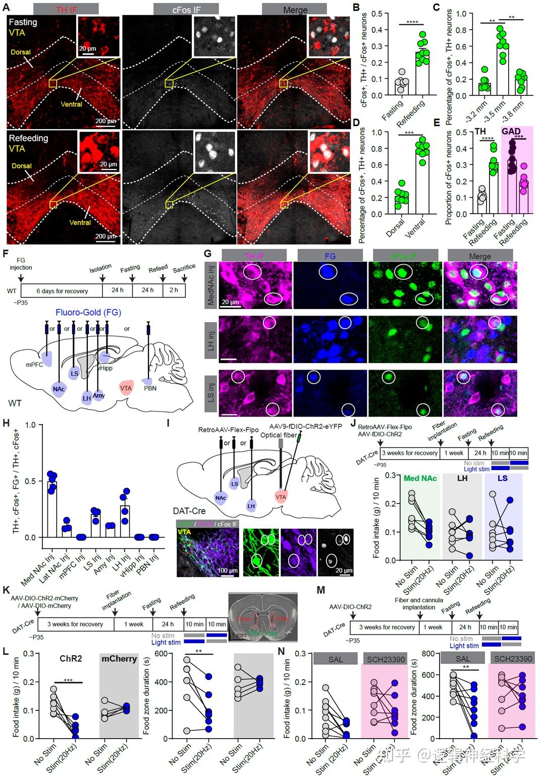 Prog Neurobiol︱复旦大学肖雷课题组揭示中脑多巴胺神经元调控进食行为的神经机制 - 知乎