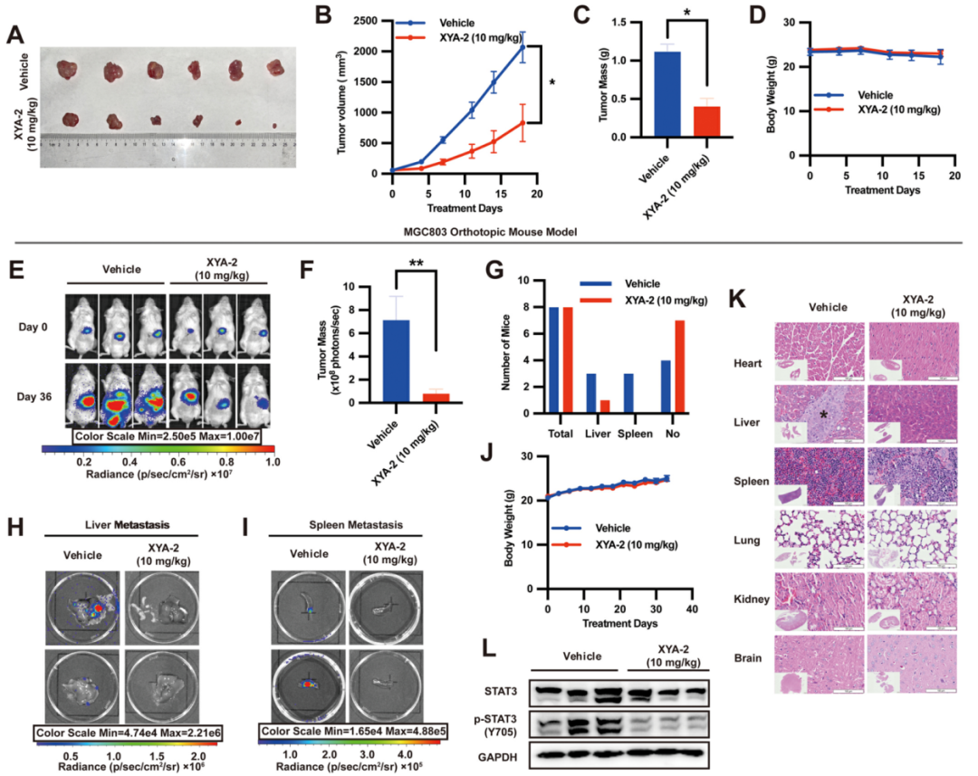 Pharmacol Res︱中科院医学所覃江江/浙江省肿瘤医院程向东/自然资源部海洋三所王伟毅团队合作发文揭示新型STAT3小分子抑制剂抗胃癌 ...