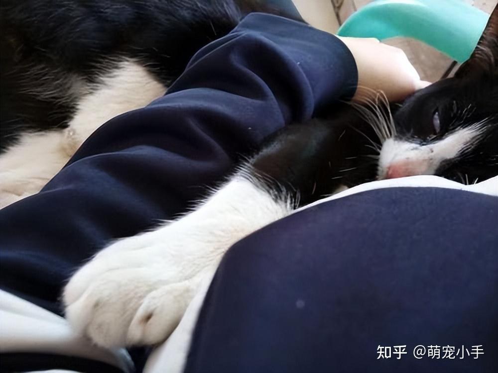 猫咪钻进你的怀里,不是因为爱你,而是有事求你 知乎