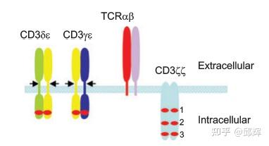 CD3靶点治疗分析 - 知乎