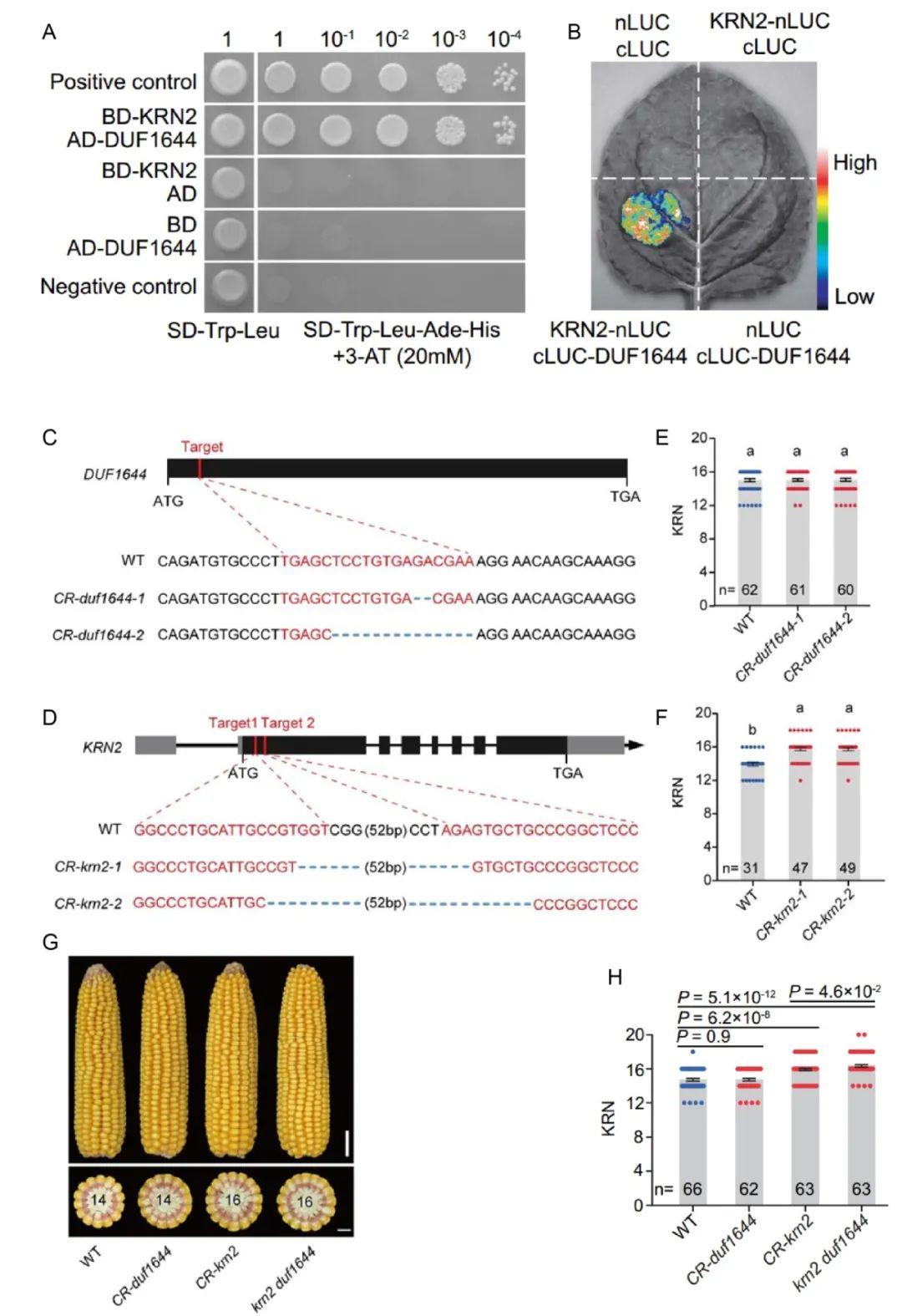 盘点那些与玉米遗传改良相关的基因 - 知乎