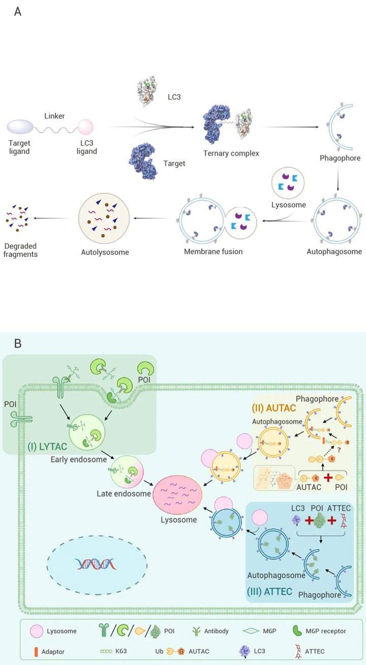 ATTEC 分子: 通过自噬降解多靶点的闪亮新星！| MCE - 知乎
