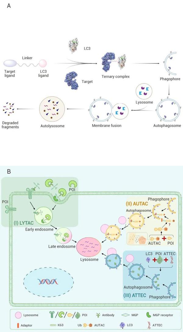 ATTEC 分子: 通过自噬降解多靶点的闪亮新星！| MCE - 知乎