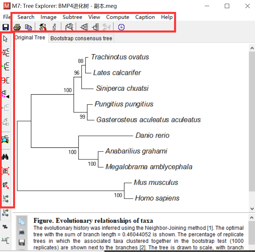 如何利用MEGA构建系统进化树？ - 知乎