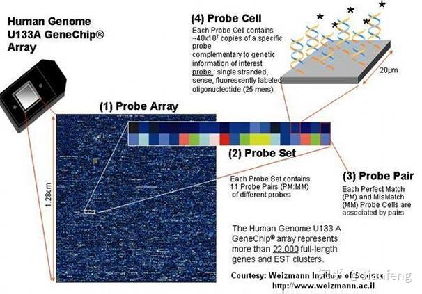 DNA微阵列（基因芯片）简介 - 知乎