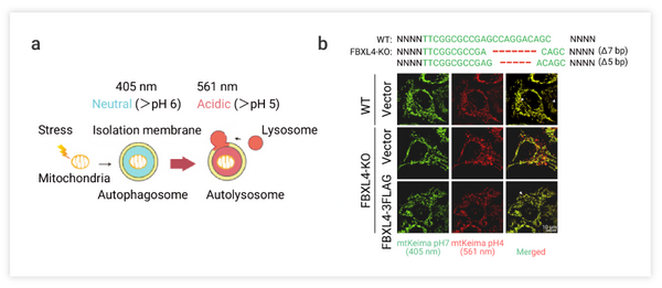 超详细 | 线粒体自噬机制及检测方法大汇总 - 知乎