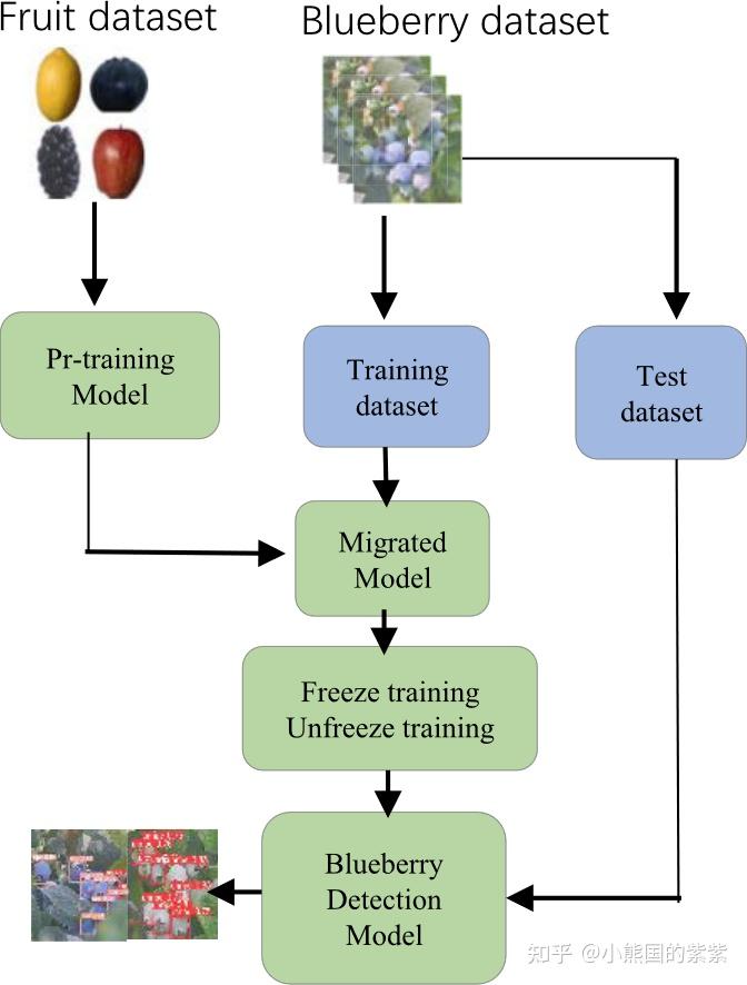 文献阅读：TL-YOLOv8: A Blueberry Fruit Detection Algorithm Based on Improved YOLOv8 and Transfer ...