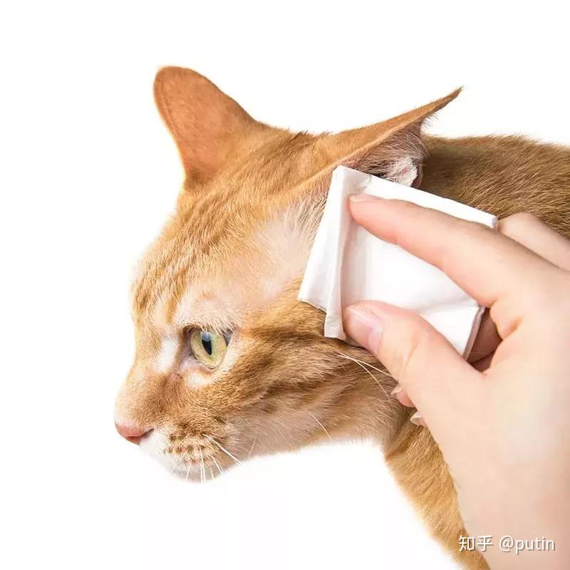 怎么判断猫咪是否患有耳螨？ 知乎