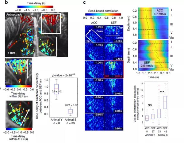 fUS技术专题| 全新的脑功能成像技术在非人灵长类相关研究汇编 - 知乎